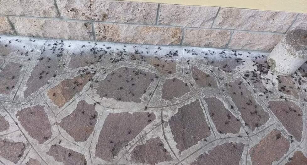 Ravarino. «Invasione di grilli, portate pazienza Fare disinfestazioni ...