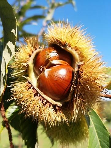 Balsamico e castagni brillano a Torino nel Salone del Gusto Gazzetta di ...