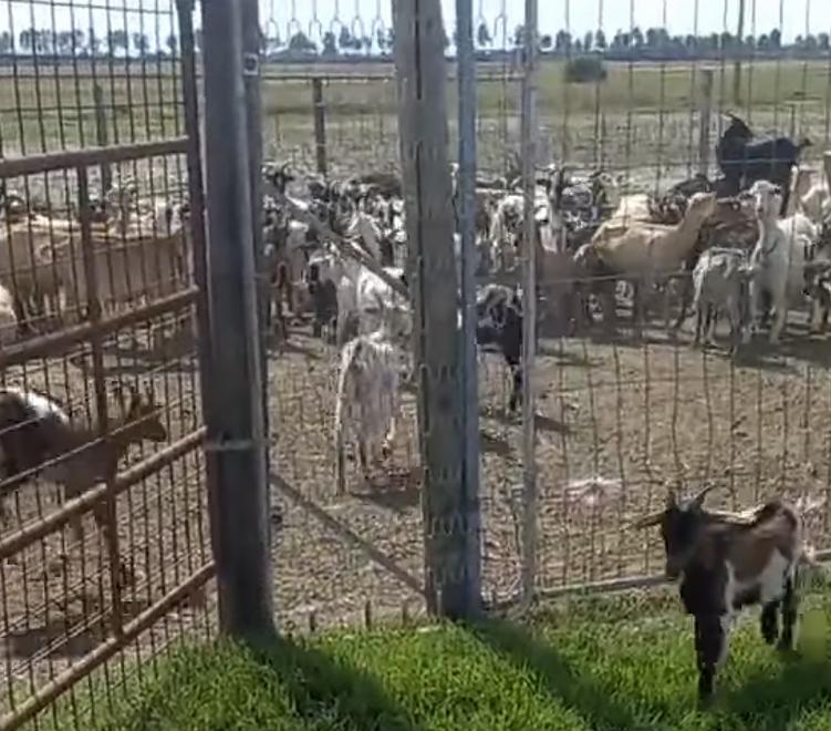 Ostellato. Il gregge di capre si mangia tutto: «Prese e salvate dalla ...