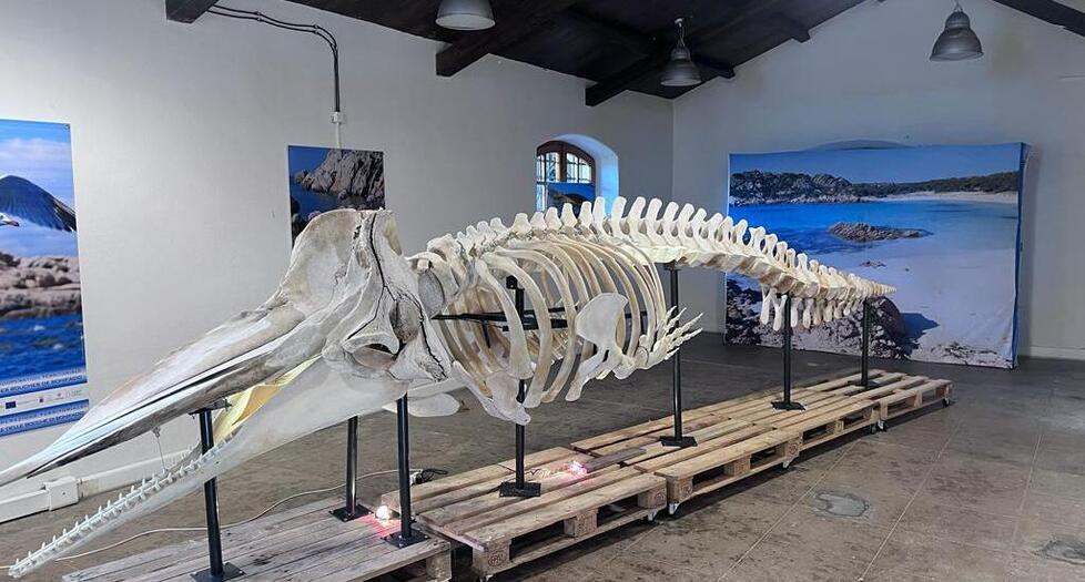 La Maddalena, lo scheletro del capodoglio in mostra a Stagnali - La ...