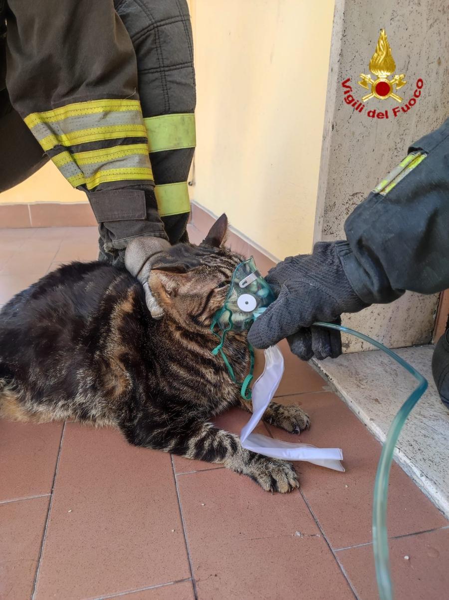 Principio d’incendio, i vigili del fuoco danno l’ossigeno a un gatto ...