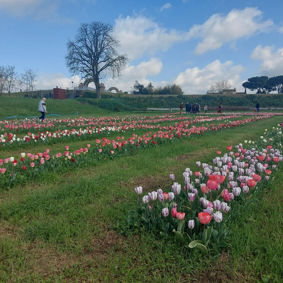 Poggio, altro che Olanda: sbocciano trentamila tulipani - Il Tirreno