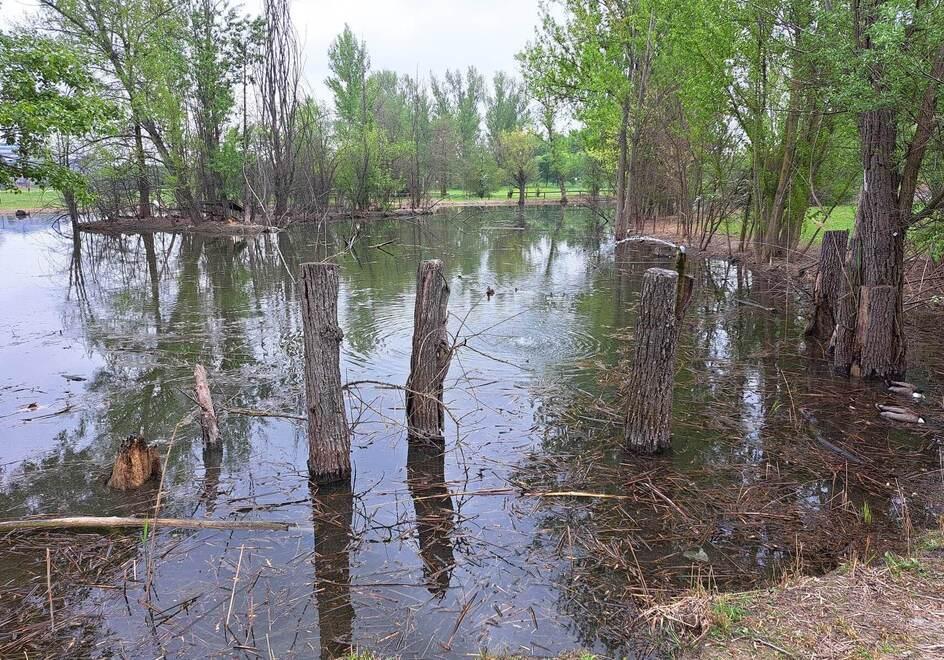Modena Laghetti nei parchi tra alghe, sporcizia e paesaggi da Louisiana ...