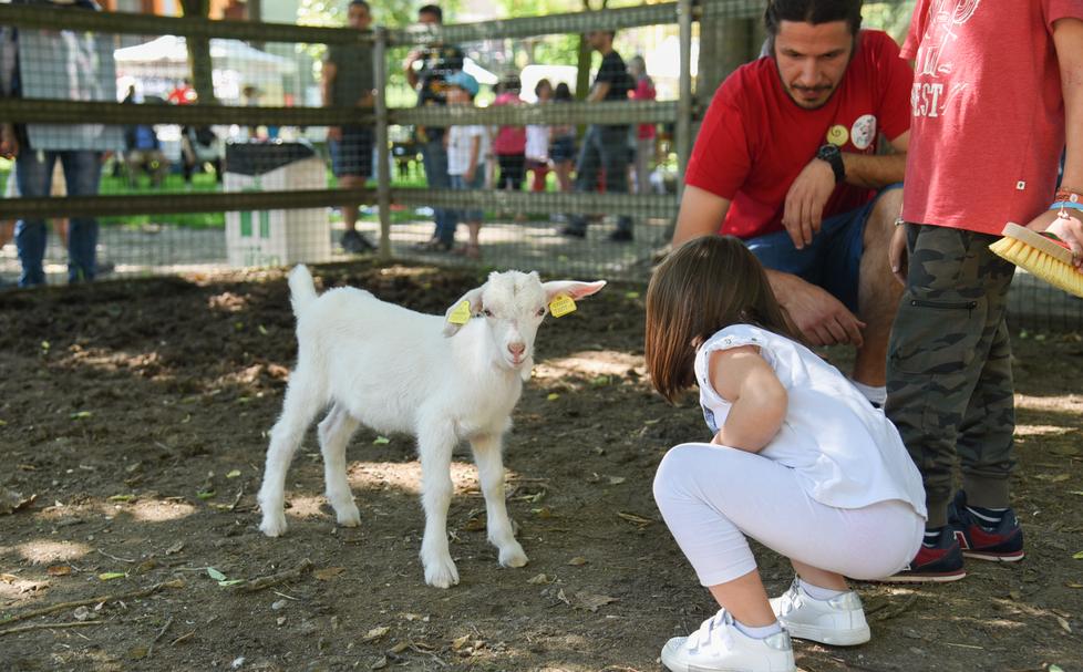 Convenzione scaduta, il Parco delle caprette non ha più le caprette ...
