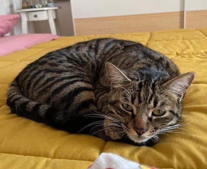 Gatto scomparso a Grosseto, il disperato appello: «Mia madre ha pochi ...