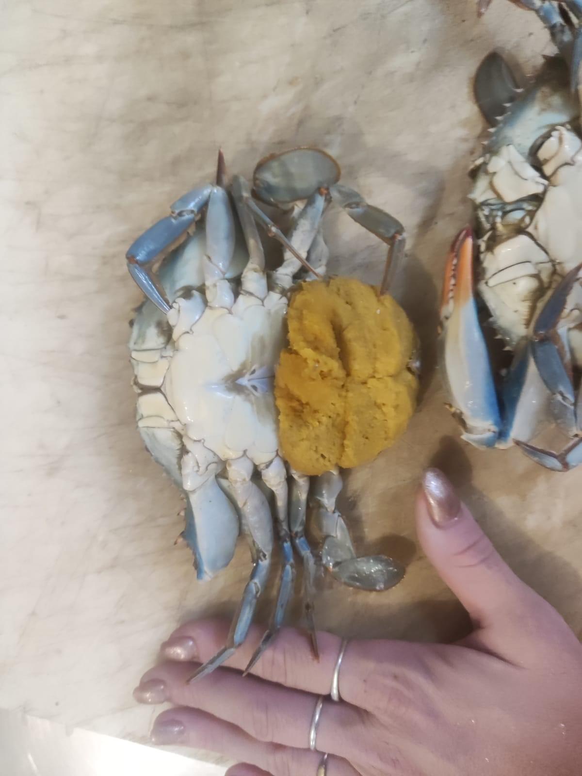 Invasione del granchio blu in Toscana, la proposta della Regione ...