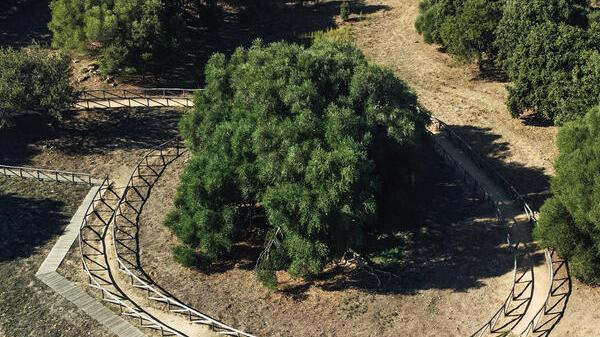 Luras, l'olivastro millenario rappresenterà l'Italia a un concorso ... Luras, l'olivastro millenario rappresenterà l'Italia a un concorso ...