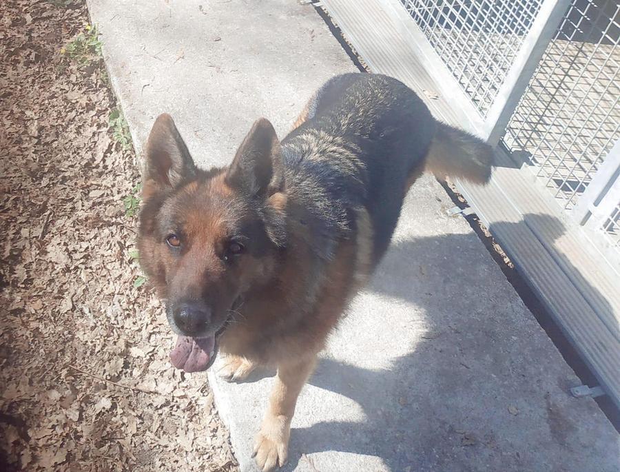 Livorno, cani da adottare: l’open day della Cuccia nel bosco - Il Tirreno