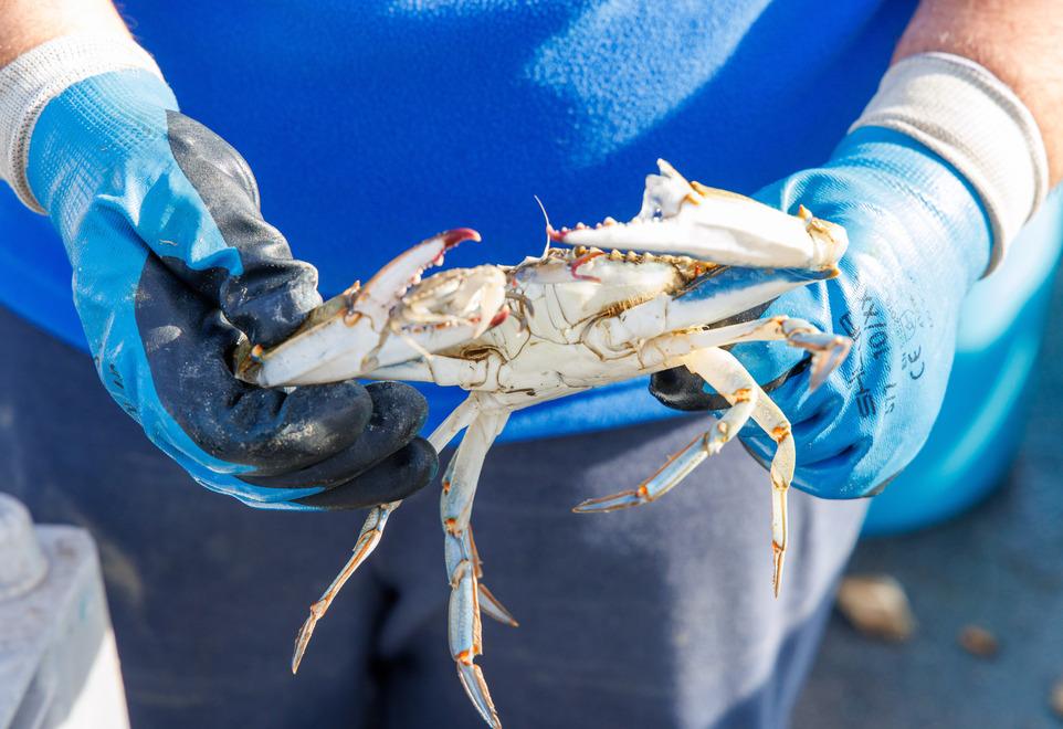 Il granchio blu è Treccani dop. Entra nel Libro delle parole 2023 - La ...