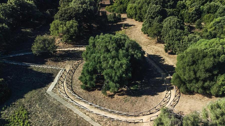 L’olivastro millenario di Luras vuole il titolo europeo: «Sardi ... L’olivastro millenario di Luras vuole il titolo europeo: «Sardi ...