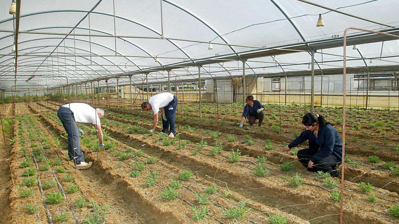 Pescia, debutta il marchio “Fiori Italiani” per conquistare i mercati ...