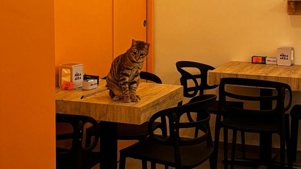 In Toscana arriva il Cat cafè, si fa colazione coccolando i gatti: dove ...