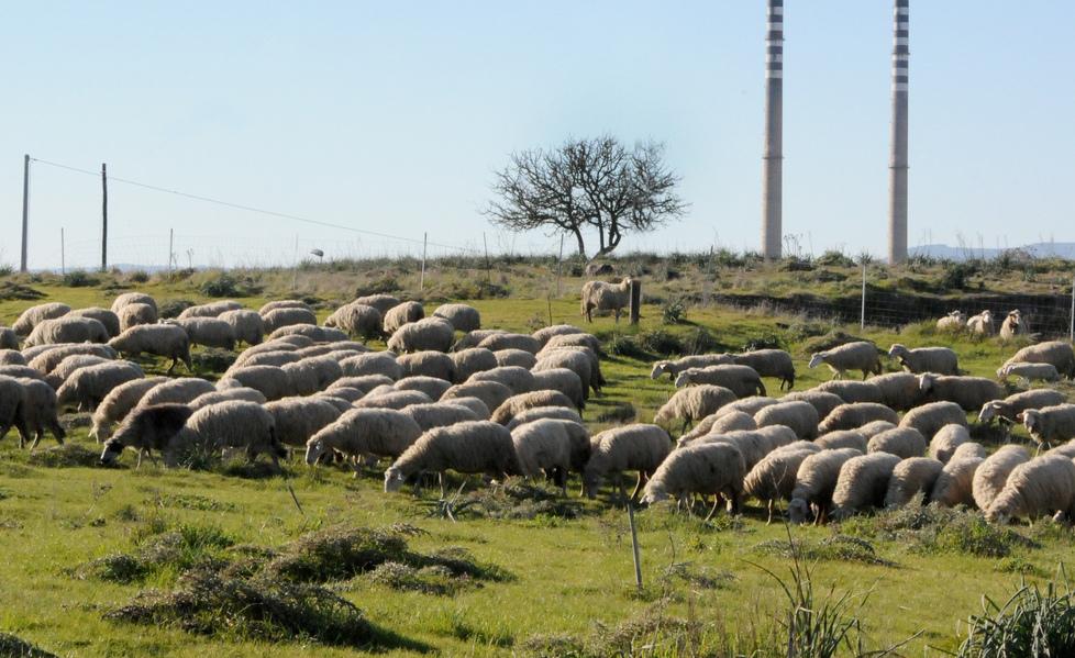 Pecore israeliane e francesi negli allevamenti sardi: scoppia la ...