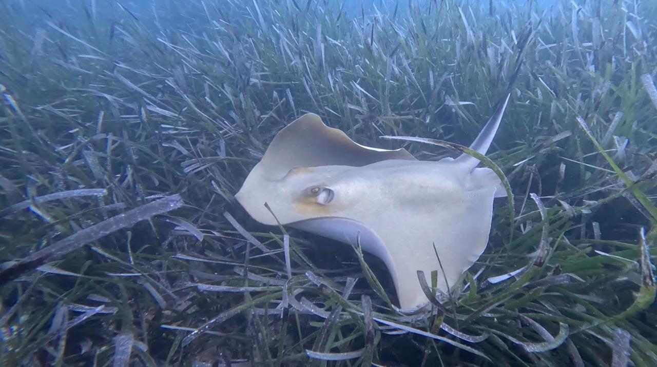 I trigoni a rischio estinzione amano la Sardegna: avvistati sotto costa a Mortoriotto e Santa ...