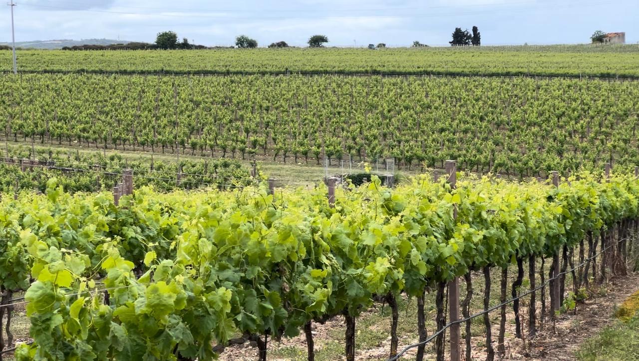 I migliori vini sardi, ecco le etichette premiate con la Standing ...