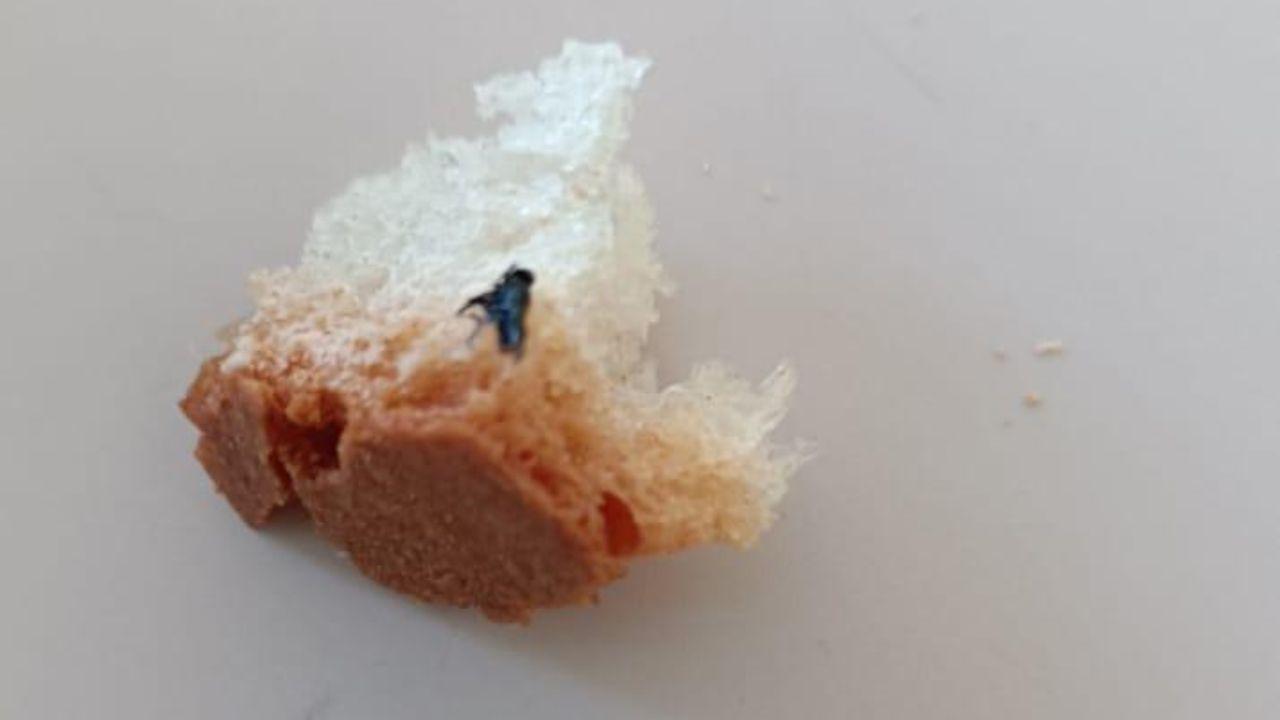 Insetti nel Pane nella Scuola Elementare Giusti di San Miniato: cosa ha ...