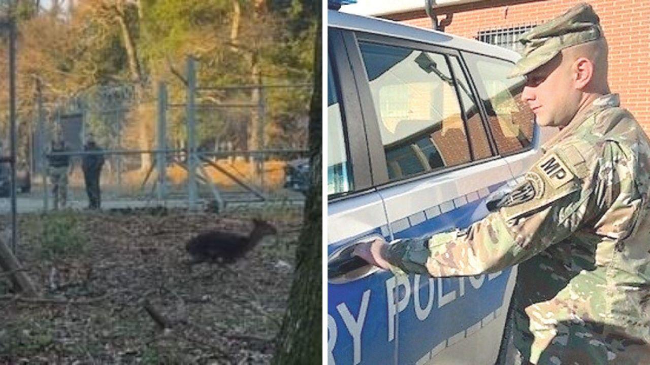 Pisa, Camp Darby "invasa" da un gruppo di daini: il salvataggio dei ...