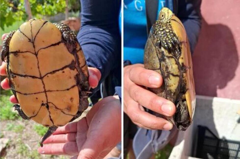 Ritrovata testuggine Emys orbicularis a Pianosa: scoperta rara specie ...