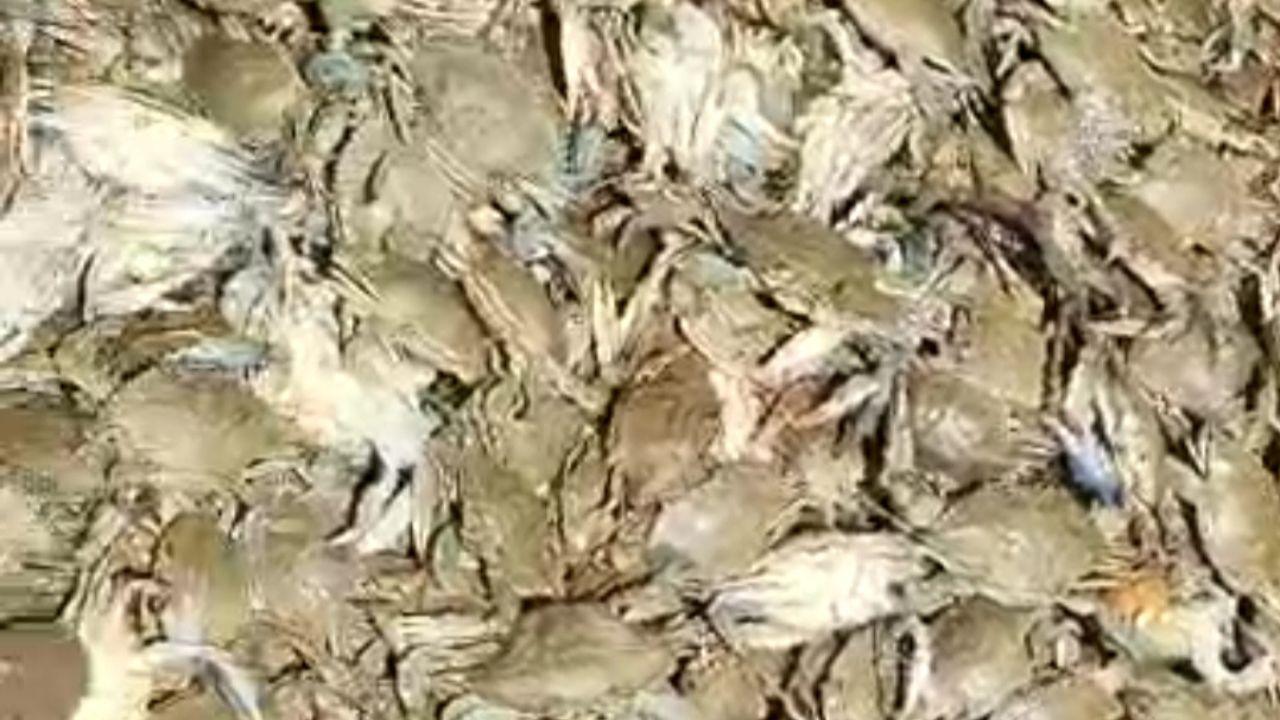 Granchio blu in Toscana: dove si trova, come si riconosce e il caso a ...