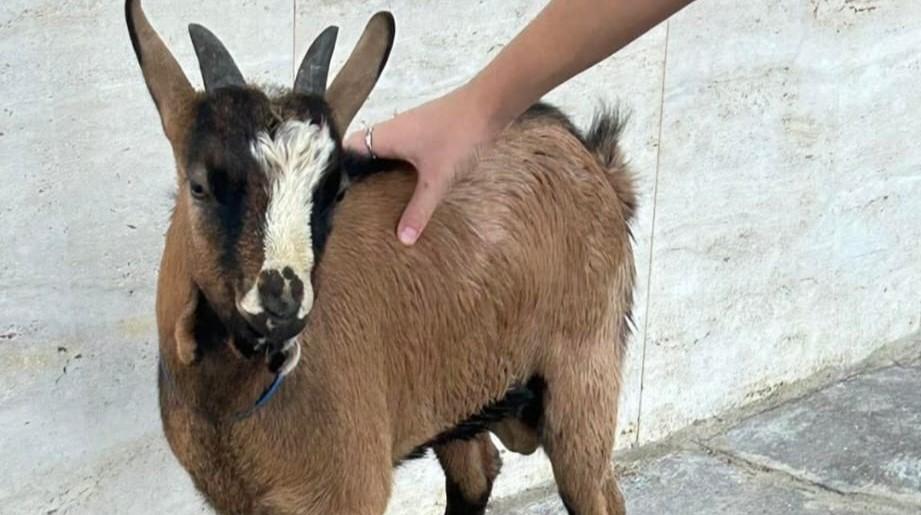 La capretta “vagante” è stata salvata a Vignola: «Ora è pronta per ...