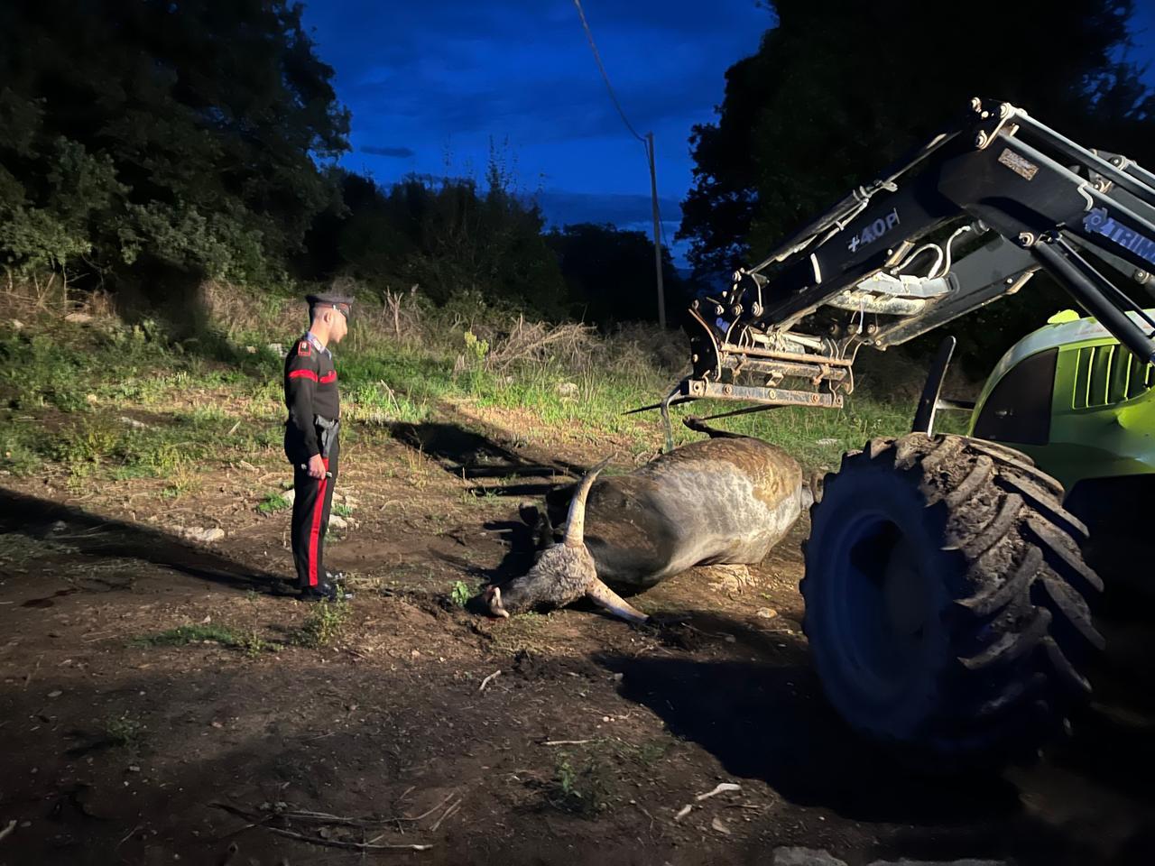 Scansano, ucciso a fucilate il toro Lillo: imprenditore denuncia ...