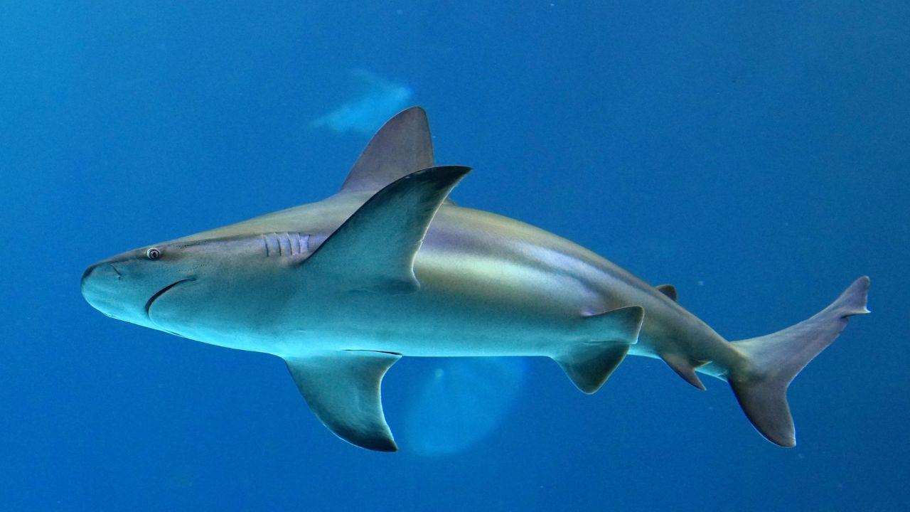 Australia, squalo attacca due giovani: muore una 20enne, ferito un ...