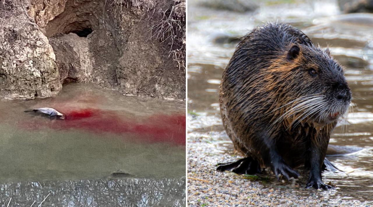 Caccia alle nutrie a Carpi: sparo in via Remesina, una nutria uccisa ...