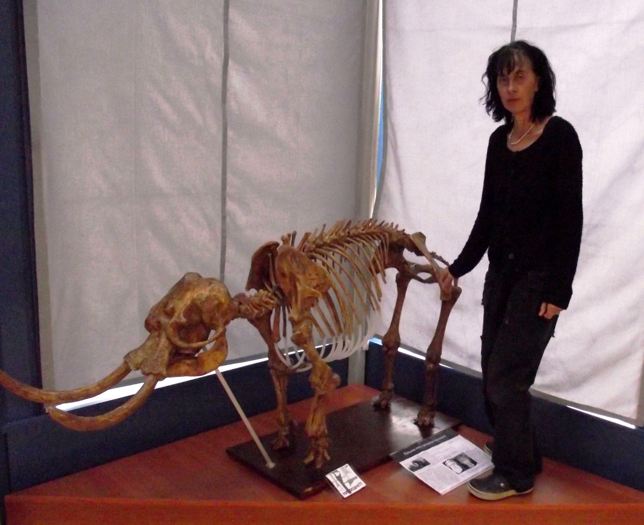 A Villa Henderson lo scheletro dell'elefante nano Il Tirreno