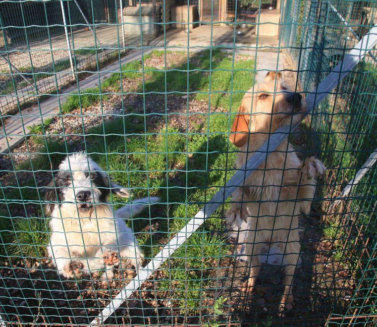 Canile di Cella allagato, la quiete dopo la tempesta - Gazzetta di Reggio