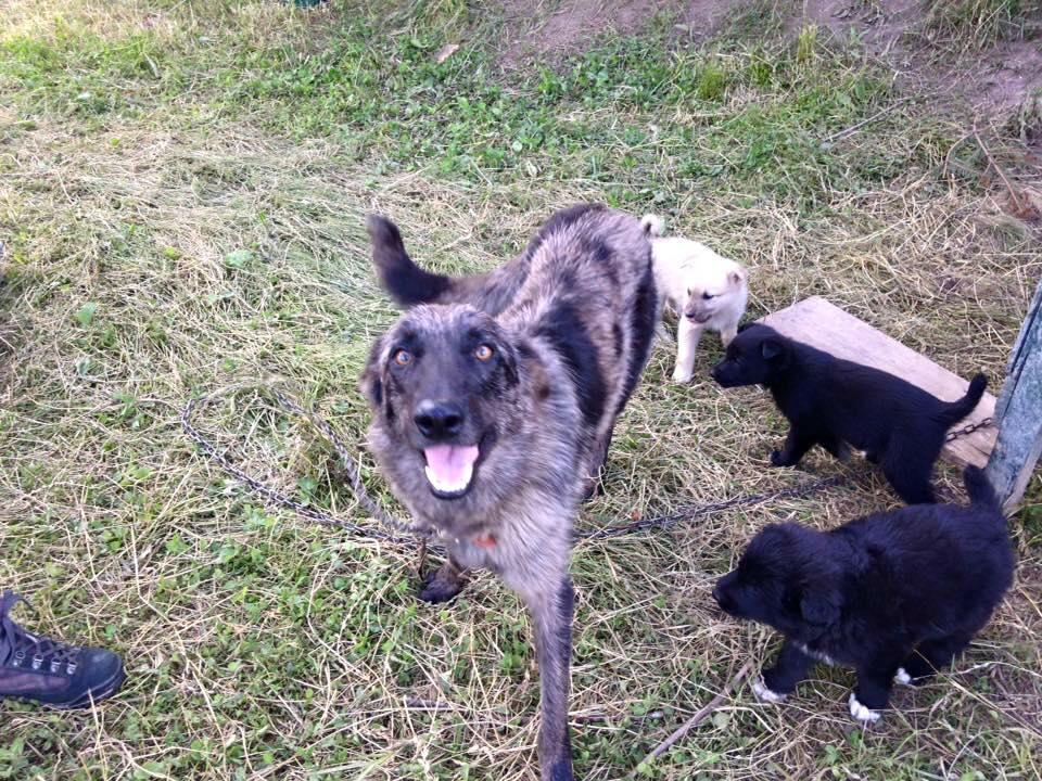 Cinque cani rubati di notte a un pastore Gazzetta di Reggio