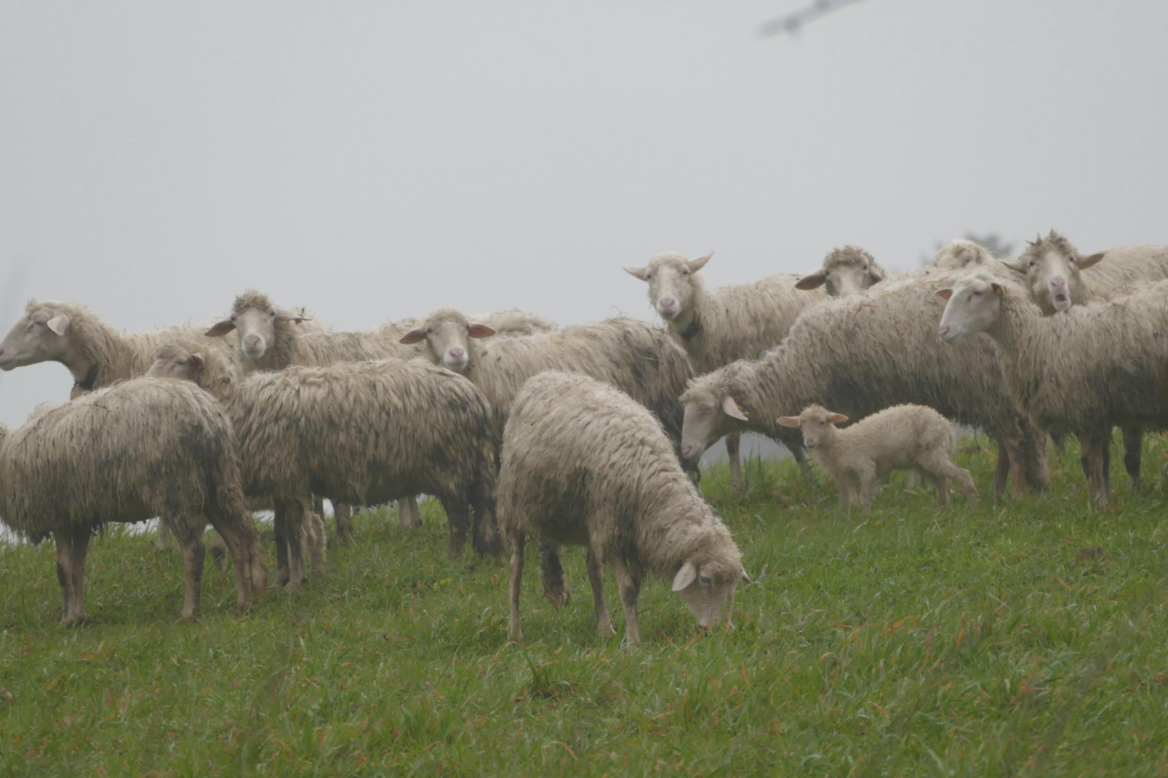 Strage di pecore e agnelli nell'Aretino: ipotesi lupi - Il Tirreno