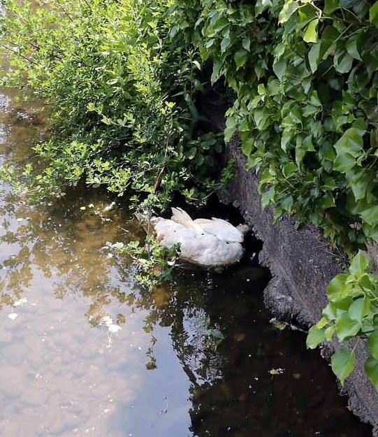 Oca morta nel Brugiano: puzza e bambini impauriti Il Tirreno