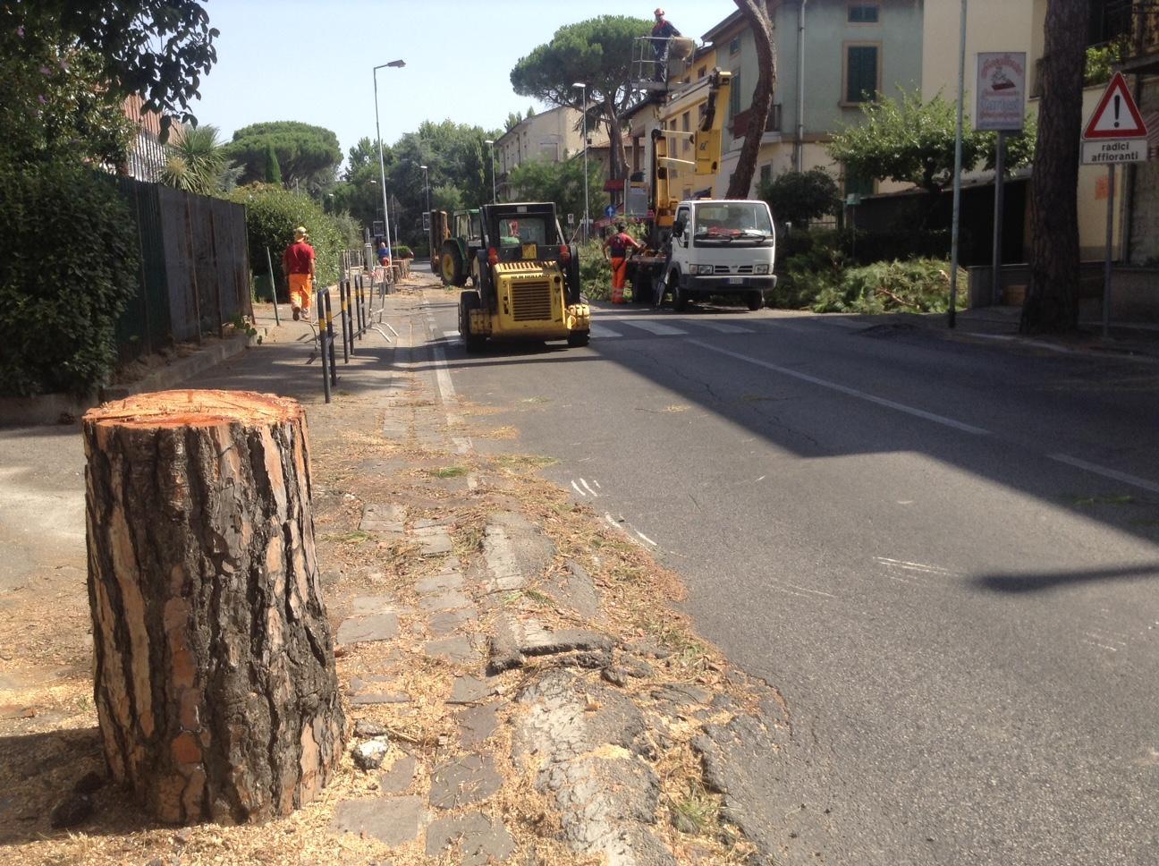 Taglio dei pini in via Roma - Il Tirreno