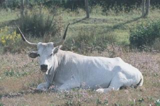 Carne maremmana, convegno con università e Alberghiero Il Tirreno