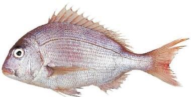 Il pagro. Il pagro (o parago) è un pesce che è presente anche nel ...