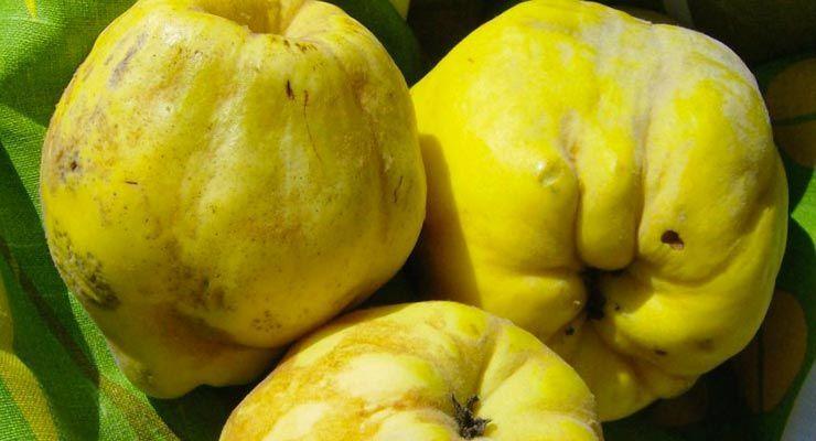 La cotogna, una “mela” sorprendente dalle caratteristiche uniche ...