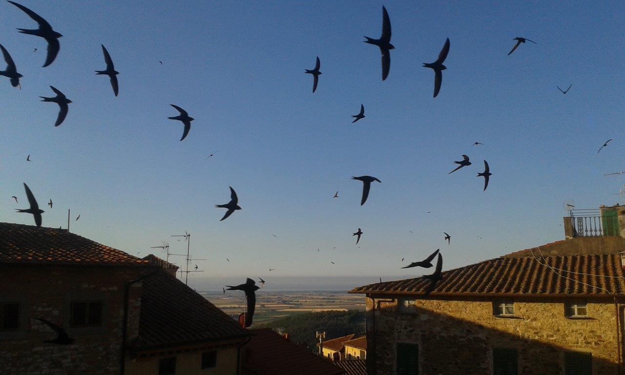 Rondoni in volo, un mese di eventi a Campiglia - Il Tirreno