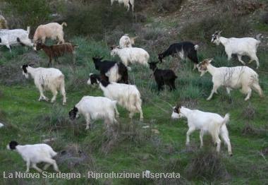 Capre sotto esame al Montalbo - La Nuova Sardegna