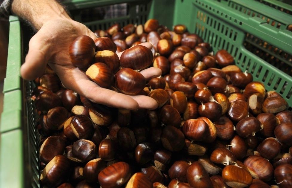 Montecreto. «Vietato percuotere i rami dei castagni». Multe fino a 500 ...