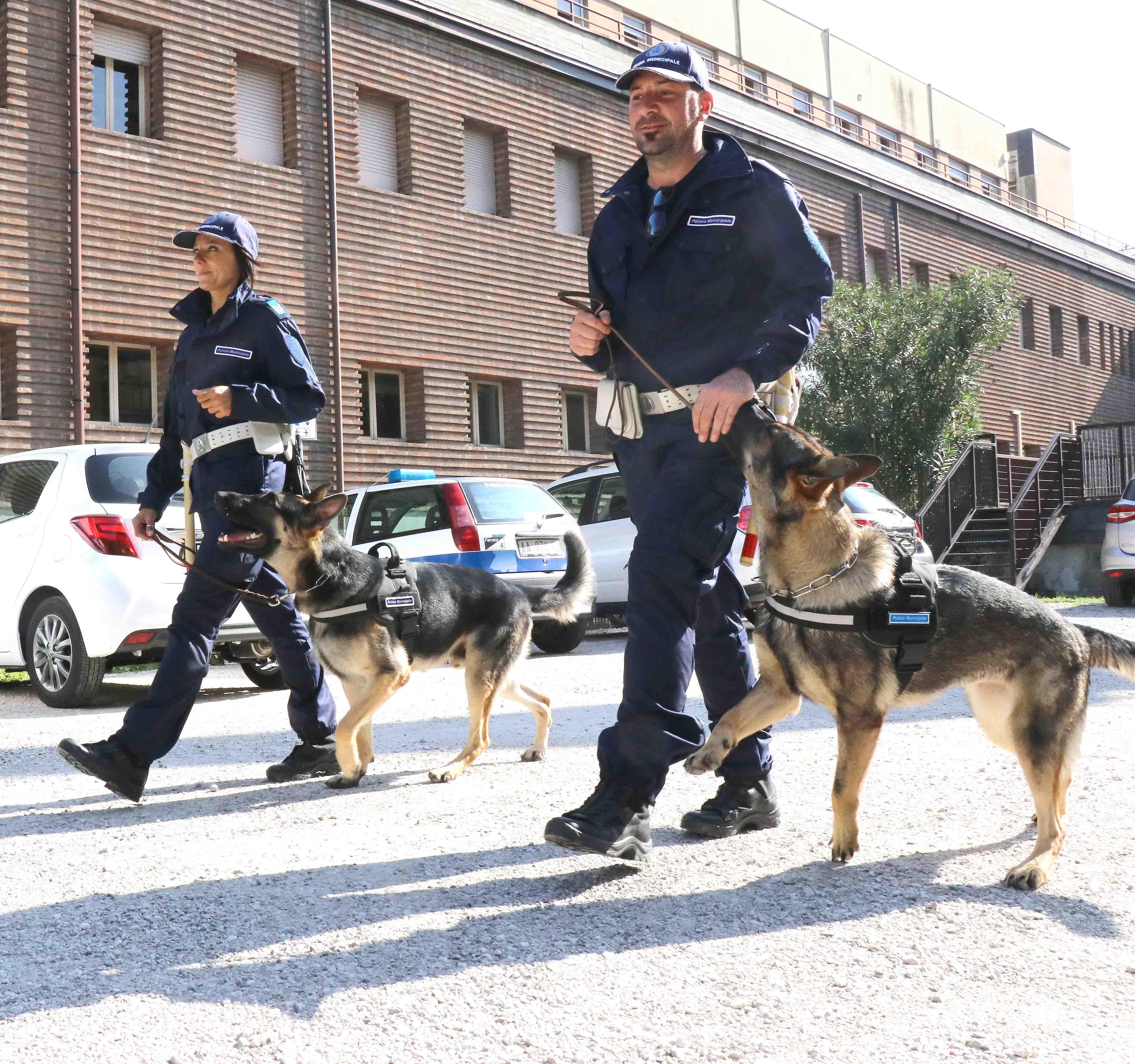 Ferrara, Aaron e Chloe in azione: i cani trovano un etto di marijuana ...