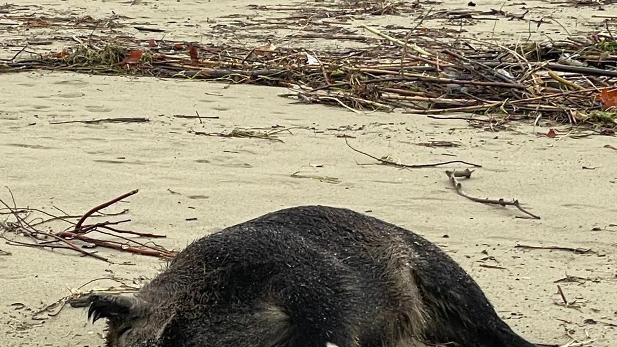 Il mare trascina sulla spiaggia un cinghiale morto - Il Tirreno Il mare trascina sulla spiaggia un cinghiale morto - Il Tirreno