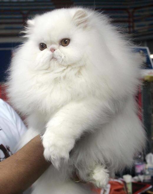 I gatti di razza più belli del mondo e... i mici di casa - Il Tirreno