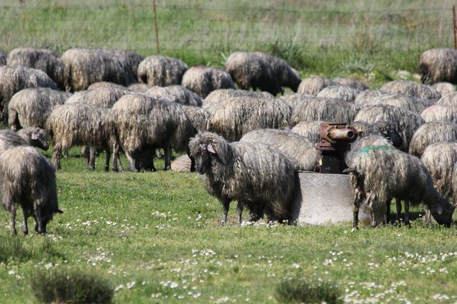 Pecore nere, la procura sequestra una decina di aziende La Nuova Sardegna