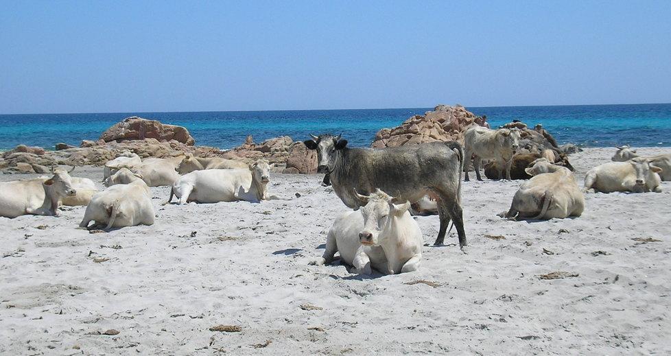 Anche le mucche sotto il sole di Bèrchida La Nuova Sardegna