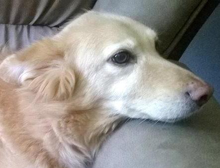 Gaia, Angie, Tommy e Sansone devono trovare subito casa Il Tirreno