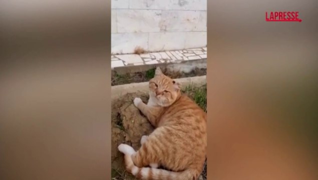 Hachiko, il gatto che ha vissuto sette anni sulla tomba del suo padrone ...