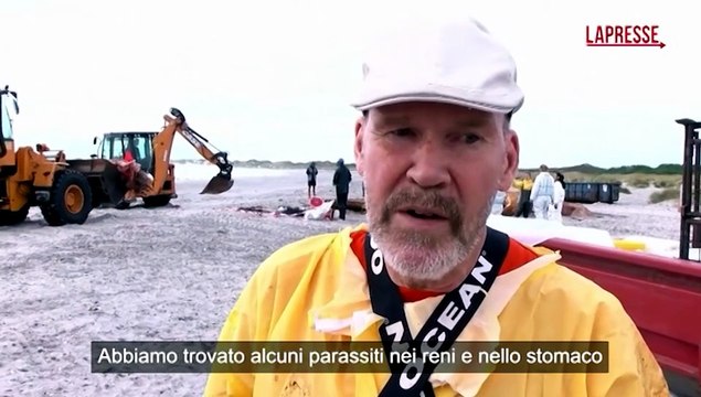 Danimarca, l'autopsia della balena Timmy sulla spiaggia dell'isola di ...