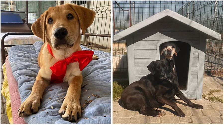 L’emergenza al canile di Empoli, in due mesi 15 abbandoni - Il Tirreno