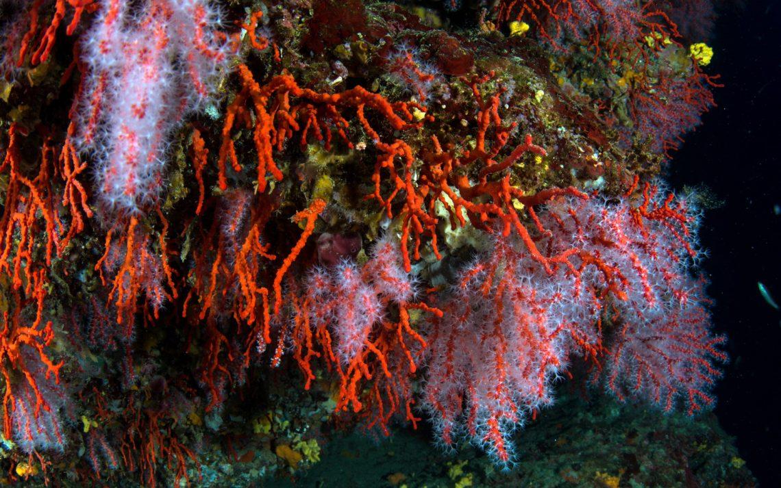 Primo test per coltivare il corallo a 40 metri di profondità con le ...