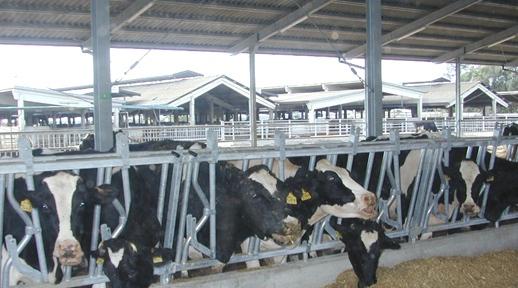 Ad Arborea stalle rinfrescate per mantenere i livelli di produzione di ...